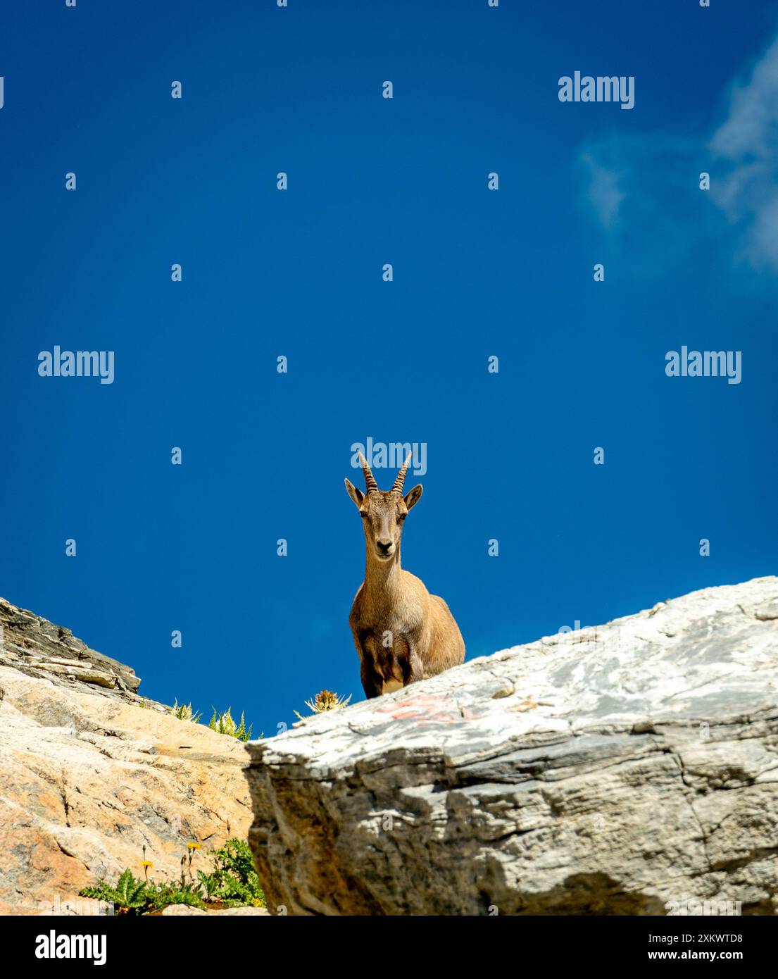 Goat in mountain under hi-res stock photography and images - Alamy