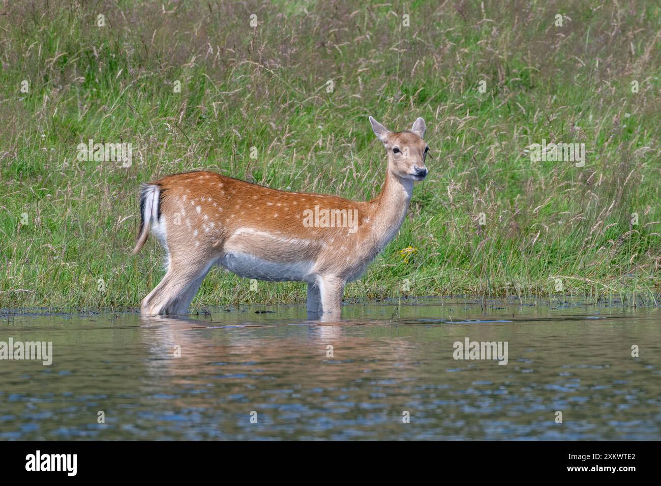 Fallow Deer (Dama dama), Huntly, Aberdeenshire Stock Photo - Alamy