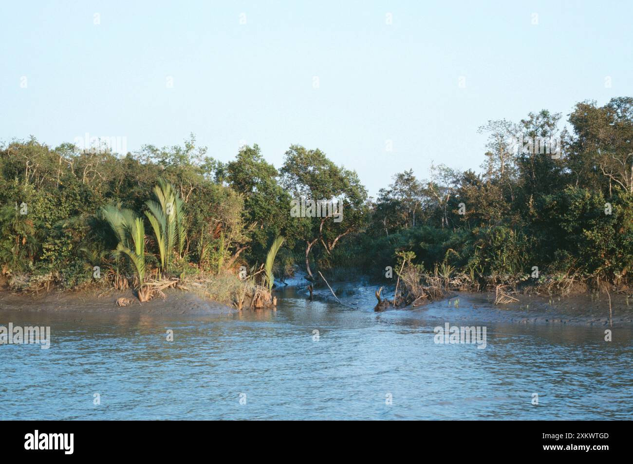 Bangladesh - khal or tide creek & forest in Sundarbands Stock Photo - Alamy