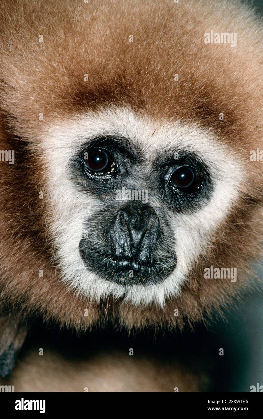 Asian gibbon hi-res stock photography and images - Alamy