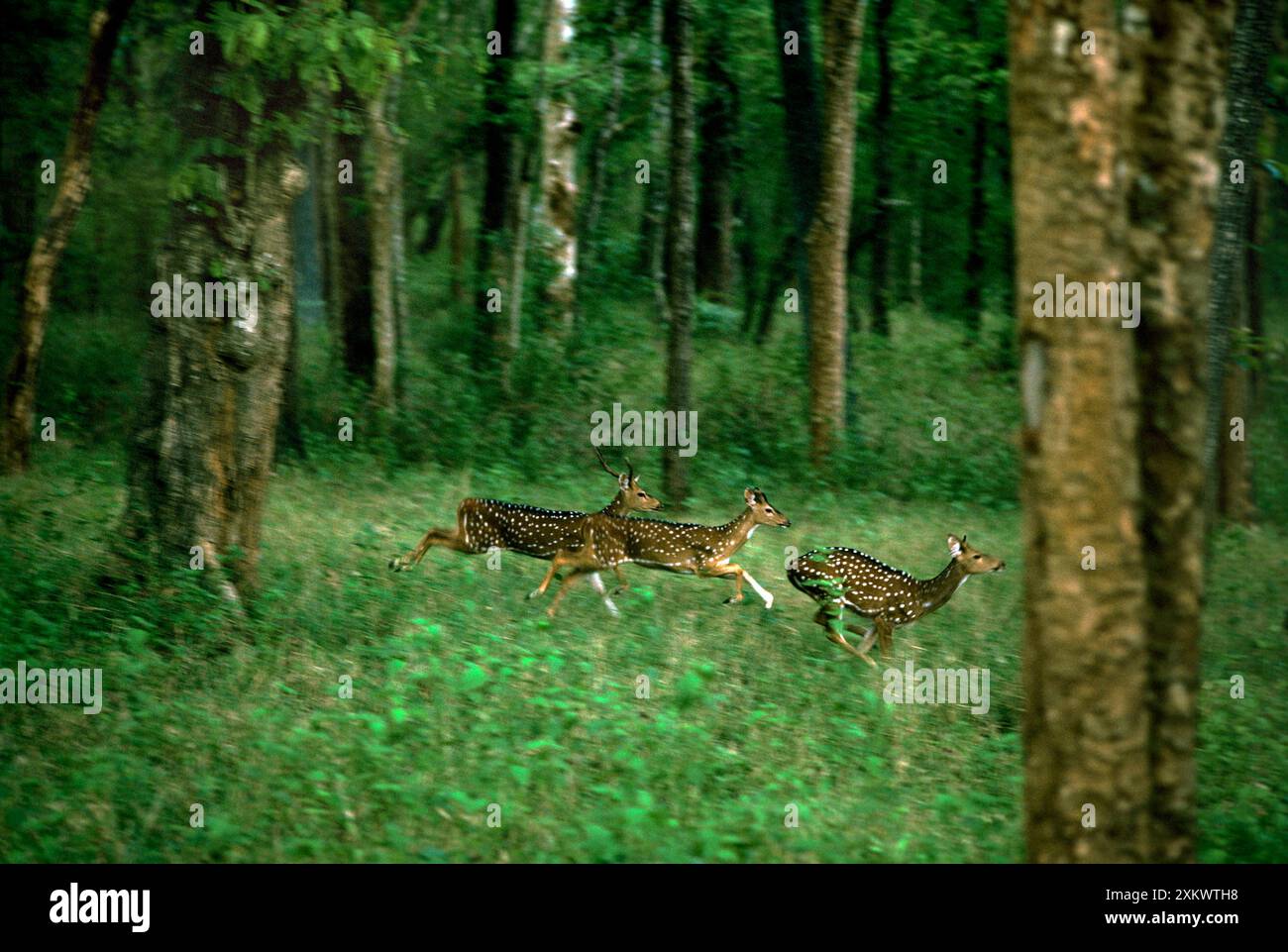 Chital running hi-res stock photography and images - Alamy