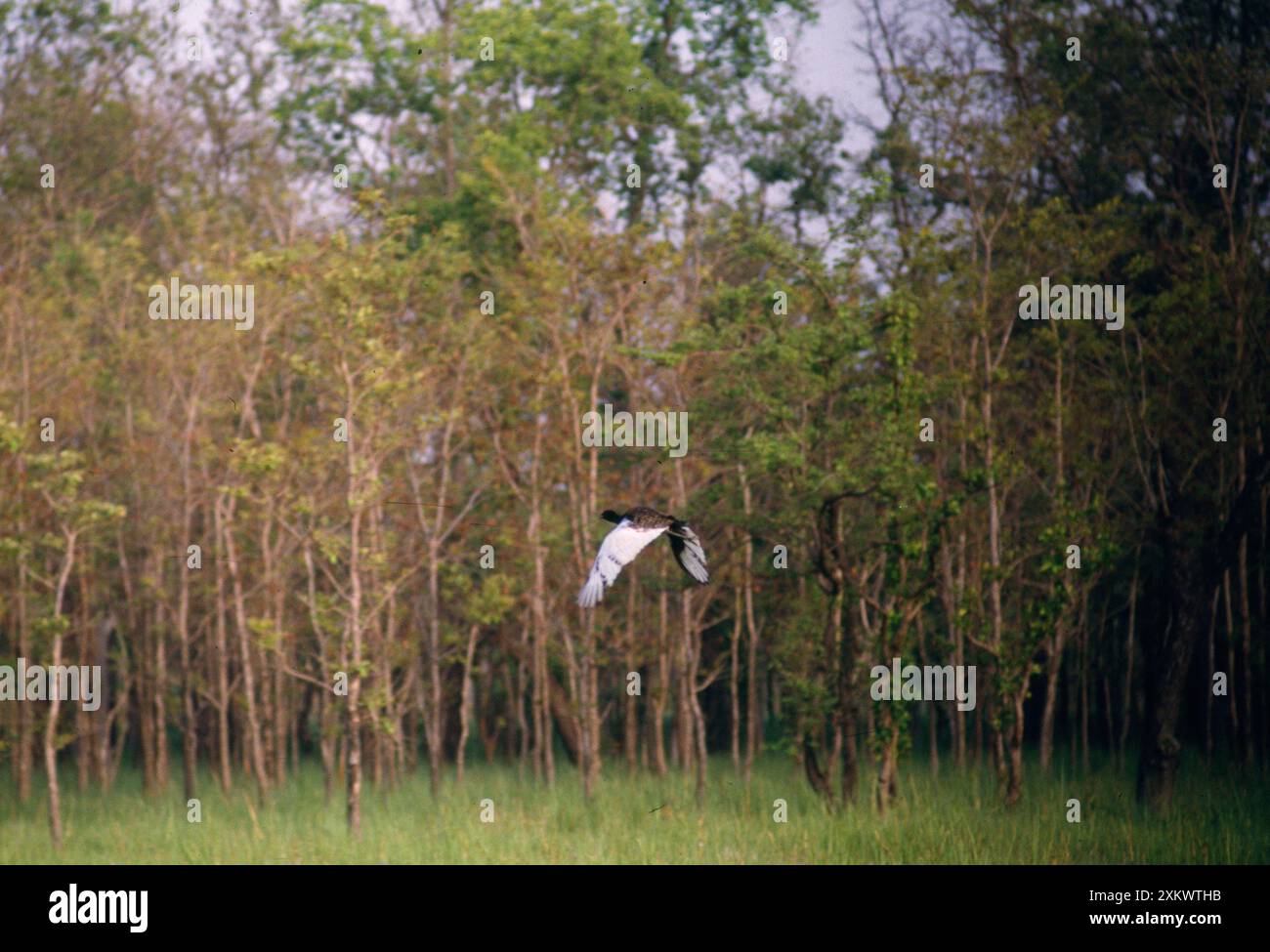 Floricans hi-res stock photography and images - Alamy