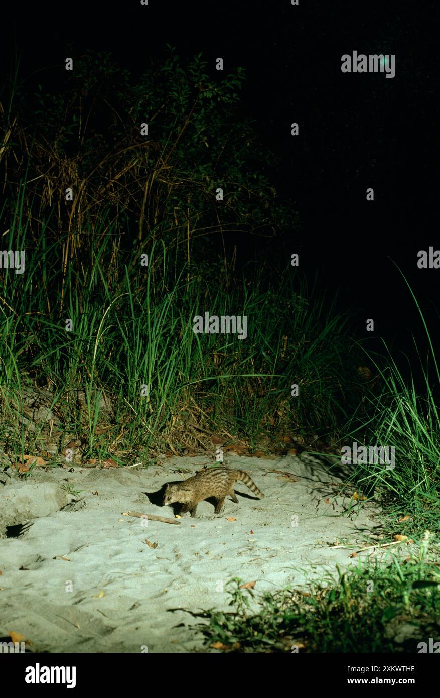 Small Indian Civet / Rasse / Lesser Indian Civet - at night Stock Photo ...