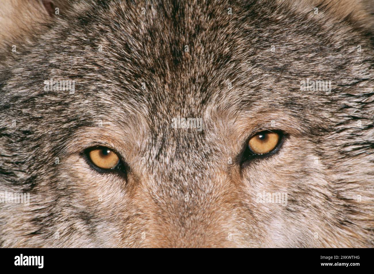 Grey WOLF - close-up of eyes Stock Photo - Alamy