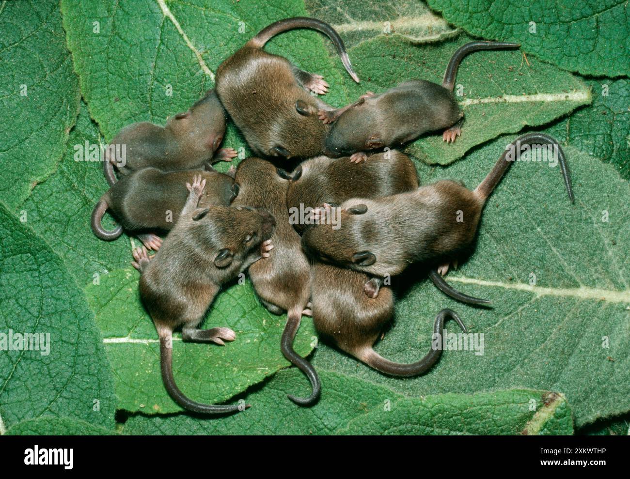 Mice families hi-res stock photography and images - Alamy
