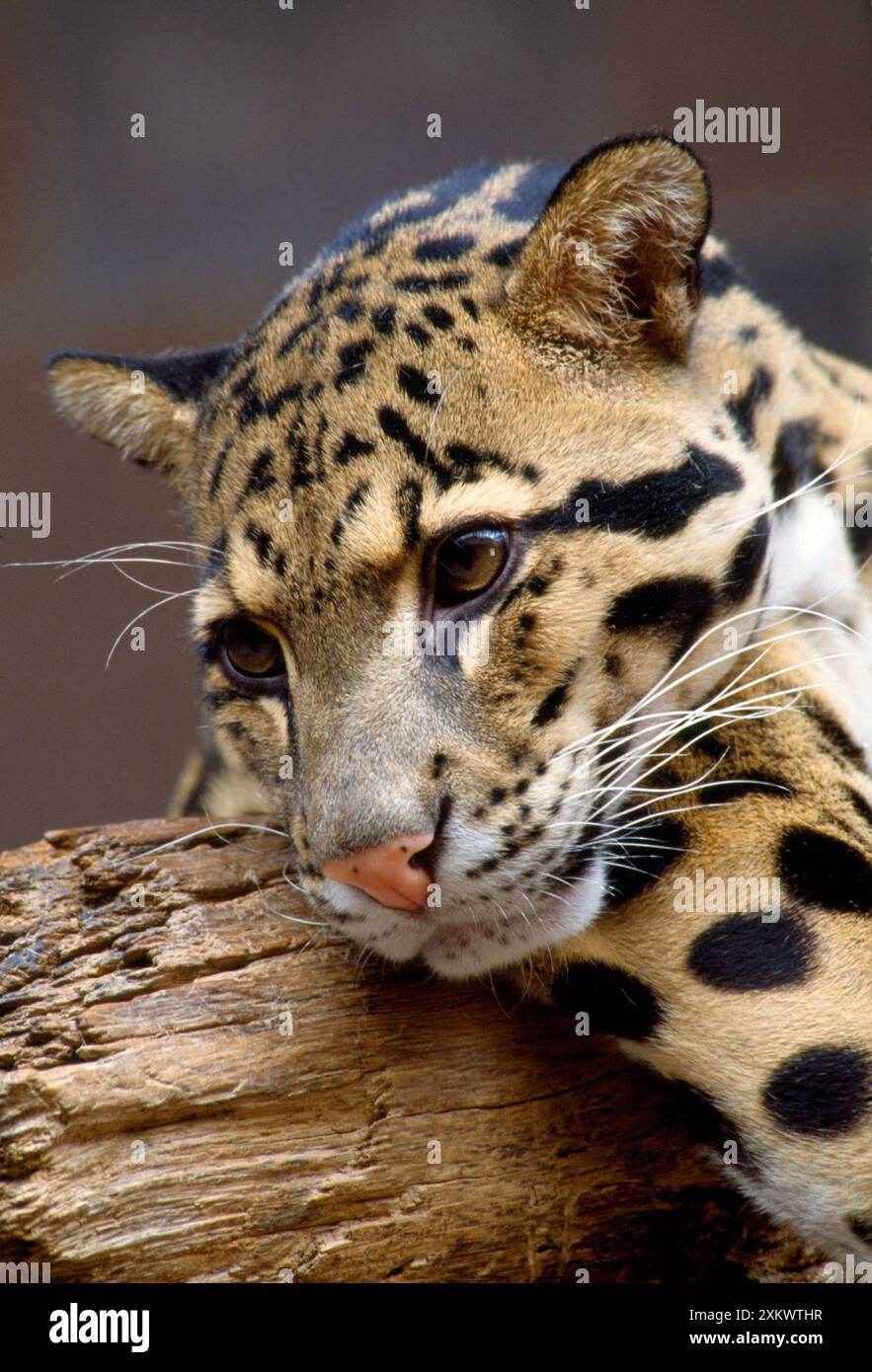 Big close up faces hi-res stock photography and images - Alamy