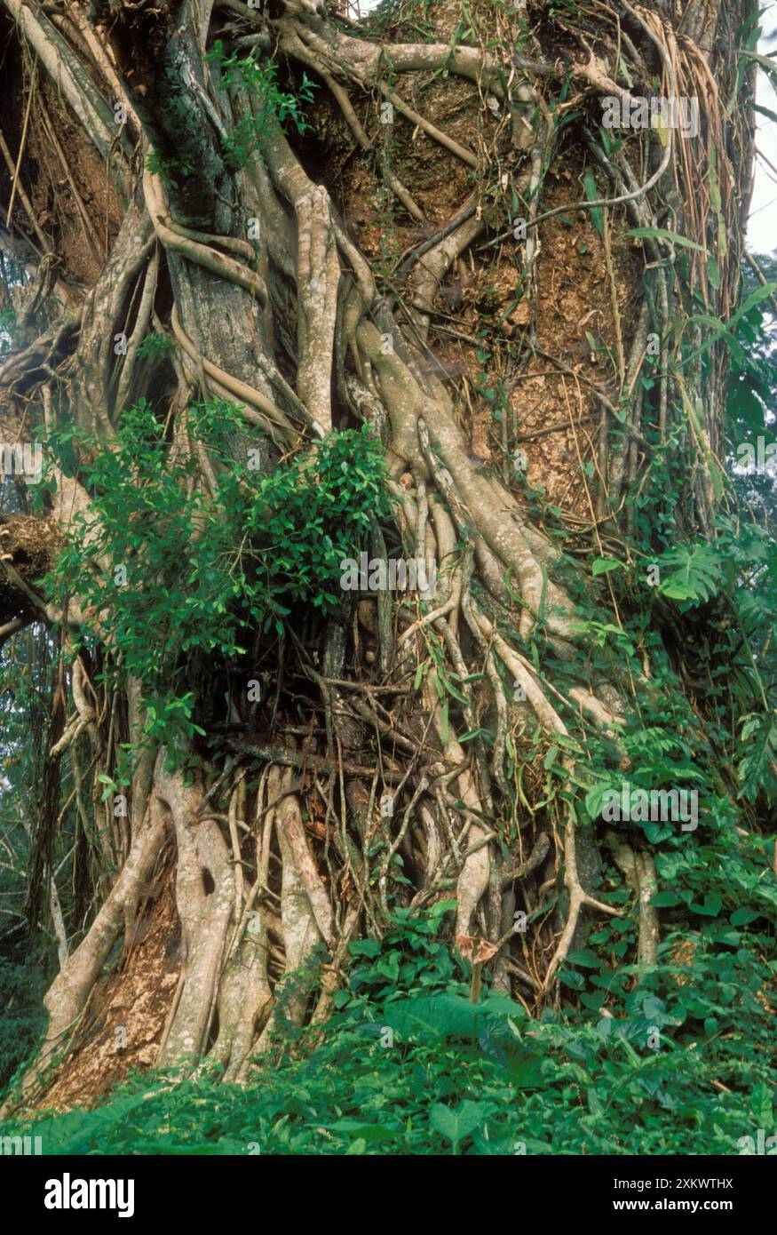 STRANGLER FIG - showing aerial roots Stock Photo - Alamy
