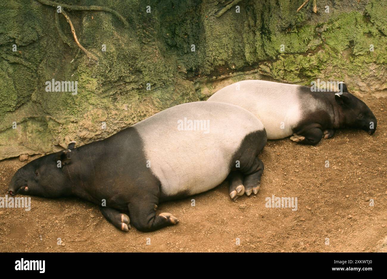 Asian / Malayan Tapir - lying down with baby Stock Photo - Alamy