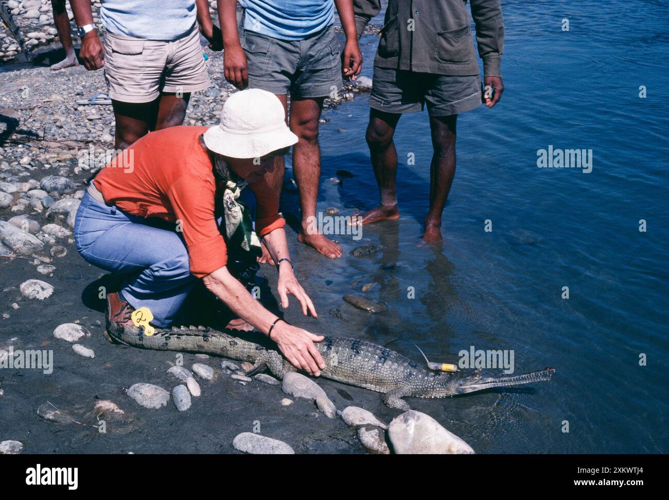 GHARIAL - fitted with radio receiver. Chittawan, Nepal. Being released by Lady Philipa Scott ...