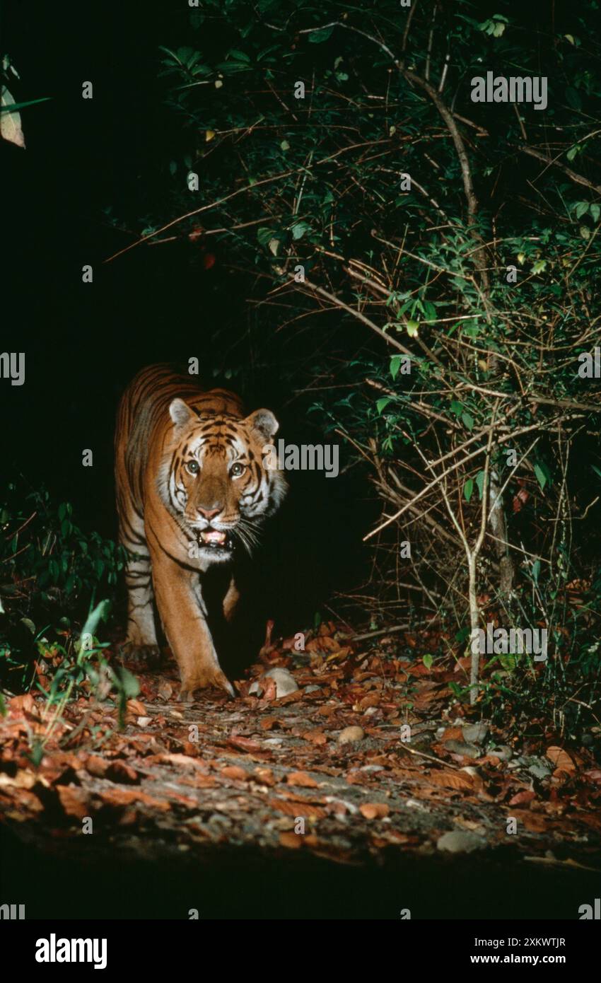 Tiger approaching wild animal hi-res stock photography and images - Alamy