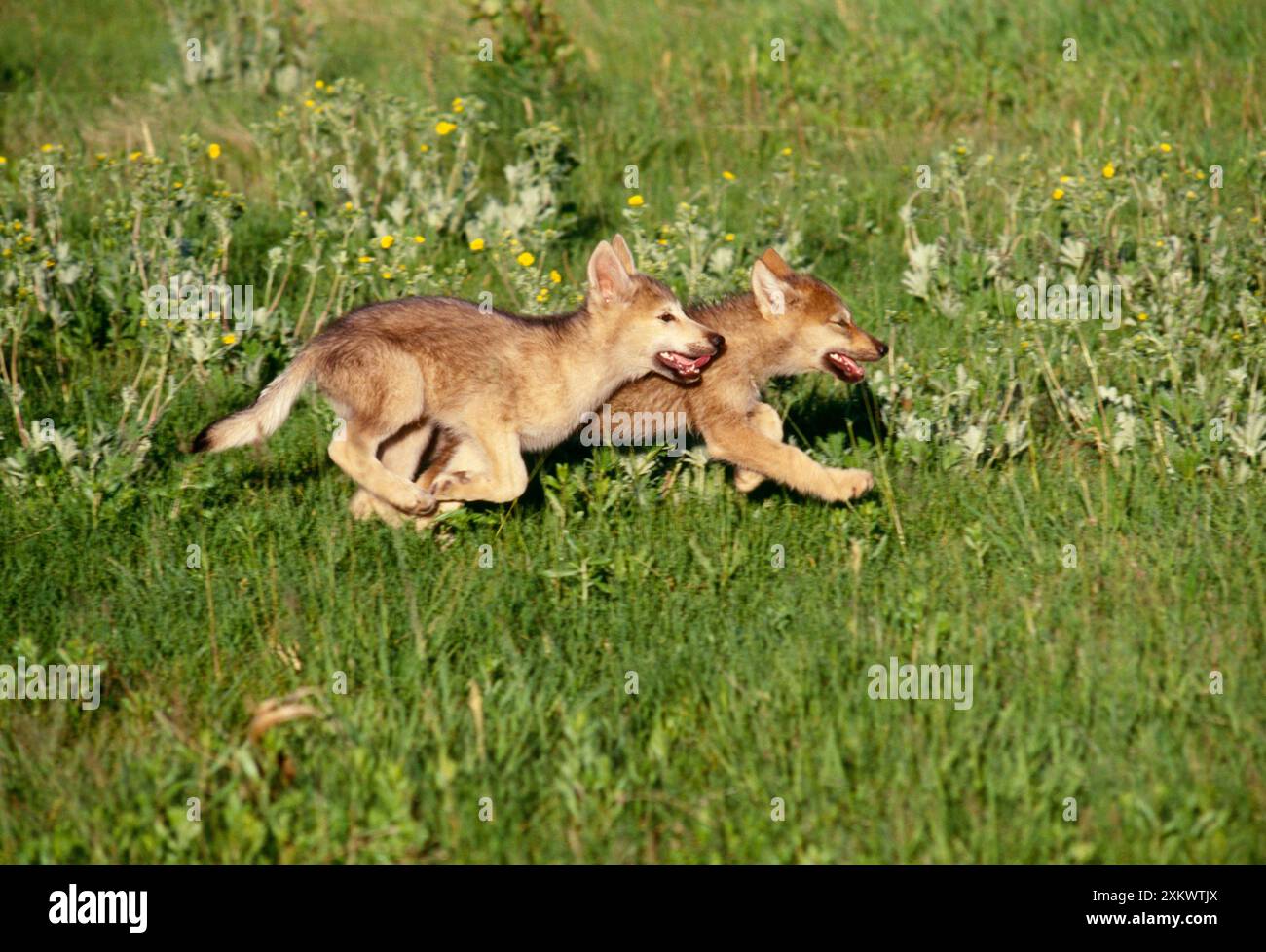 Wolf pups playing hi-res stock photography and images - Alamy