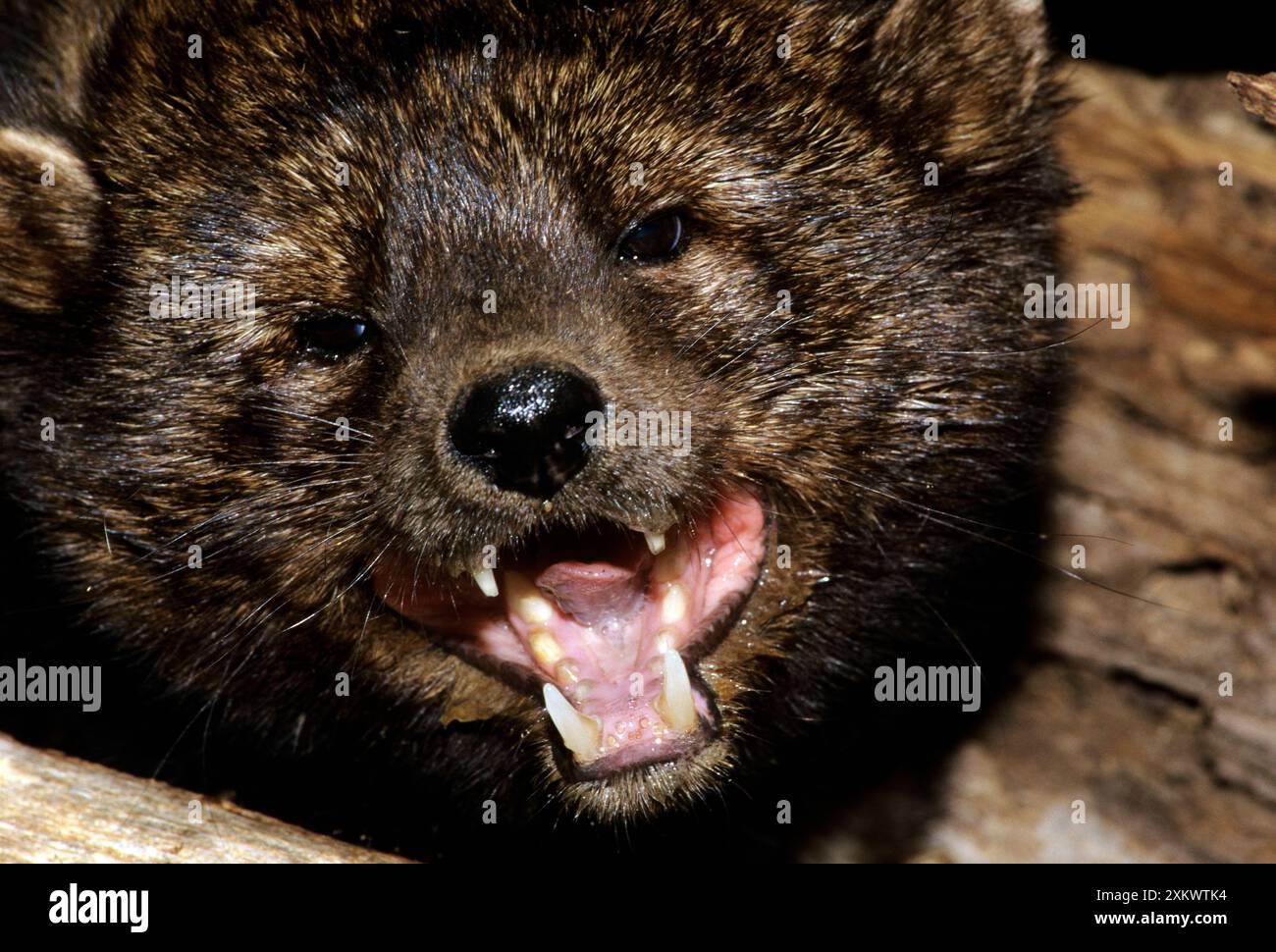 Fisher - defensive posture Stock Photo - Alamy