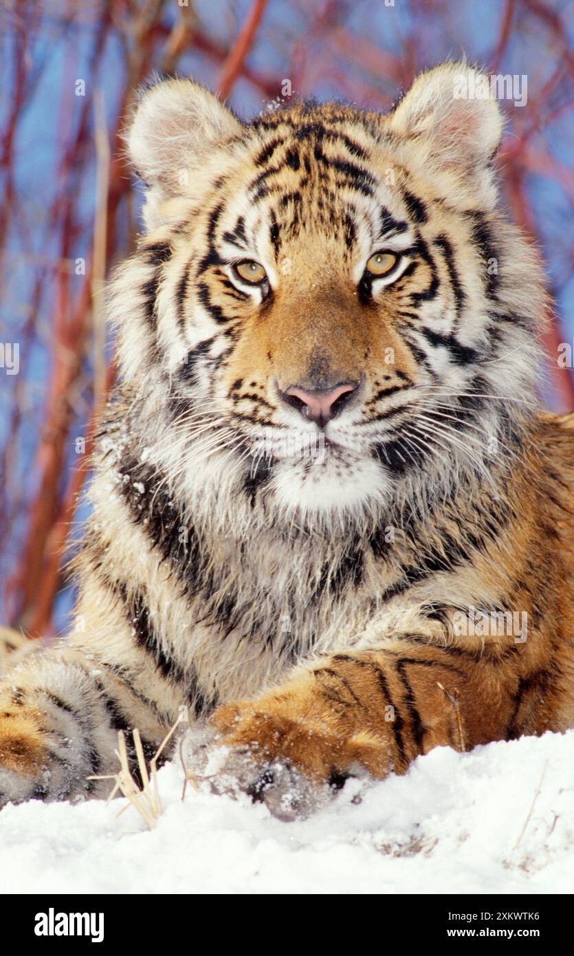 Siberian tiger in winter hi-res stock photography and images - Alamy