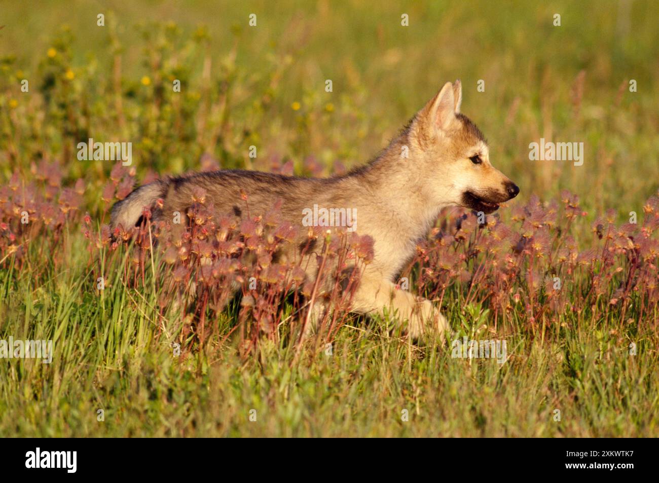 Young wolf pup in wildflowers hi-res stock photography and images - Alamy