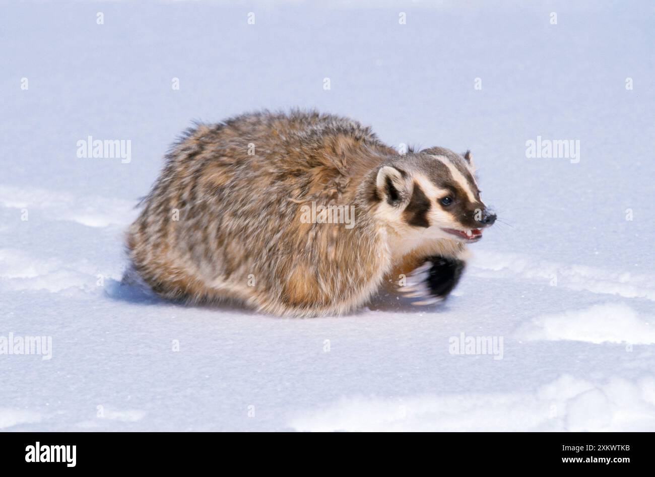 Badger running hi-res stock photography and images - Alamy