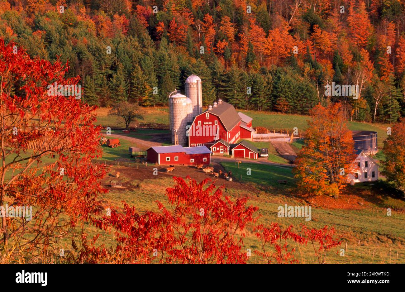 Habitat scene hi-res stock photography and images - Alamy