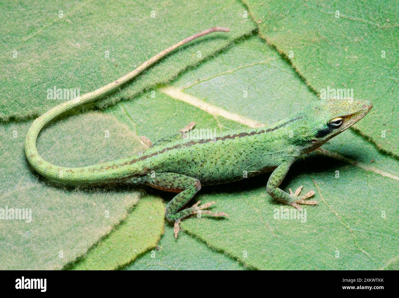 American anole hi-res stock photography and images - Alamy