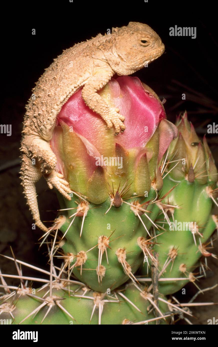 Lizard desert cactus hi-res stock photography and images - Alamy