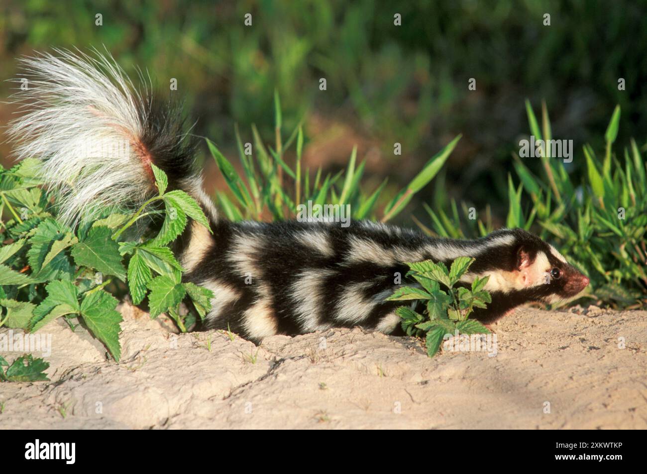 Spotted SKUNK - side view Stock Photo - Alamy