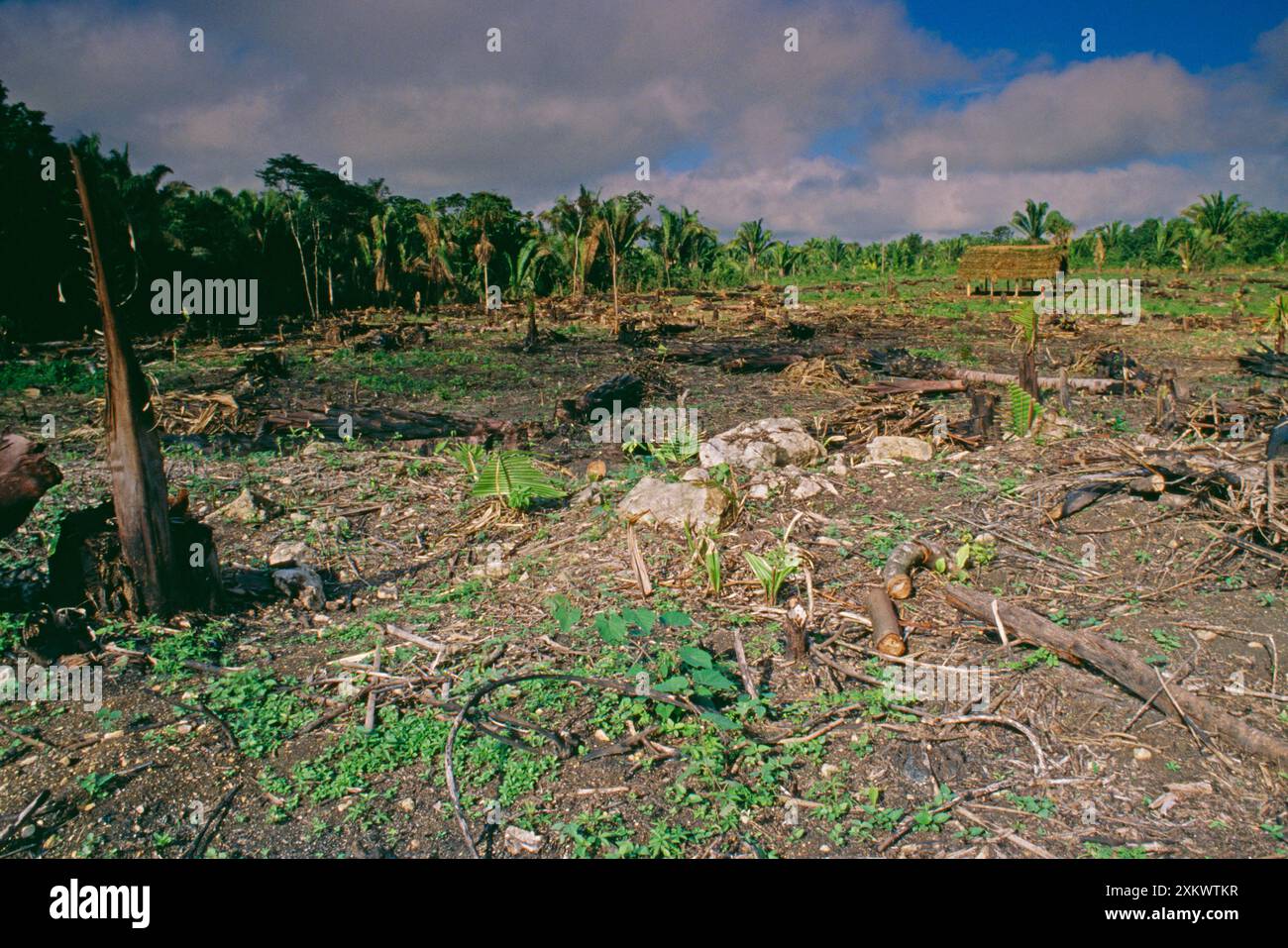 DEFORESTATION - Slash and Burn, fire damage forest Stock Photo - Alamy