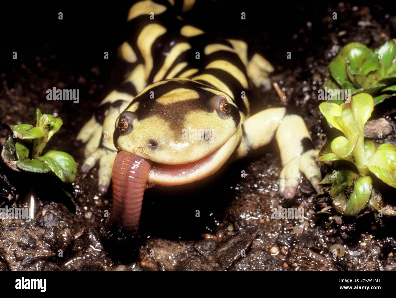 Barred Tiger SALAMANDER - eating earthworm Stock Photo - Alamy