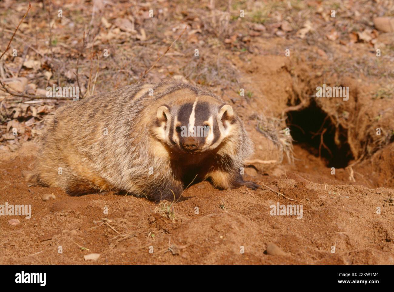 American Badger - and freshly dug burrow Stock Photo - Alamy