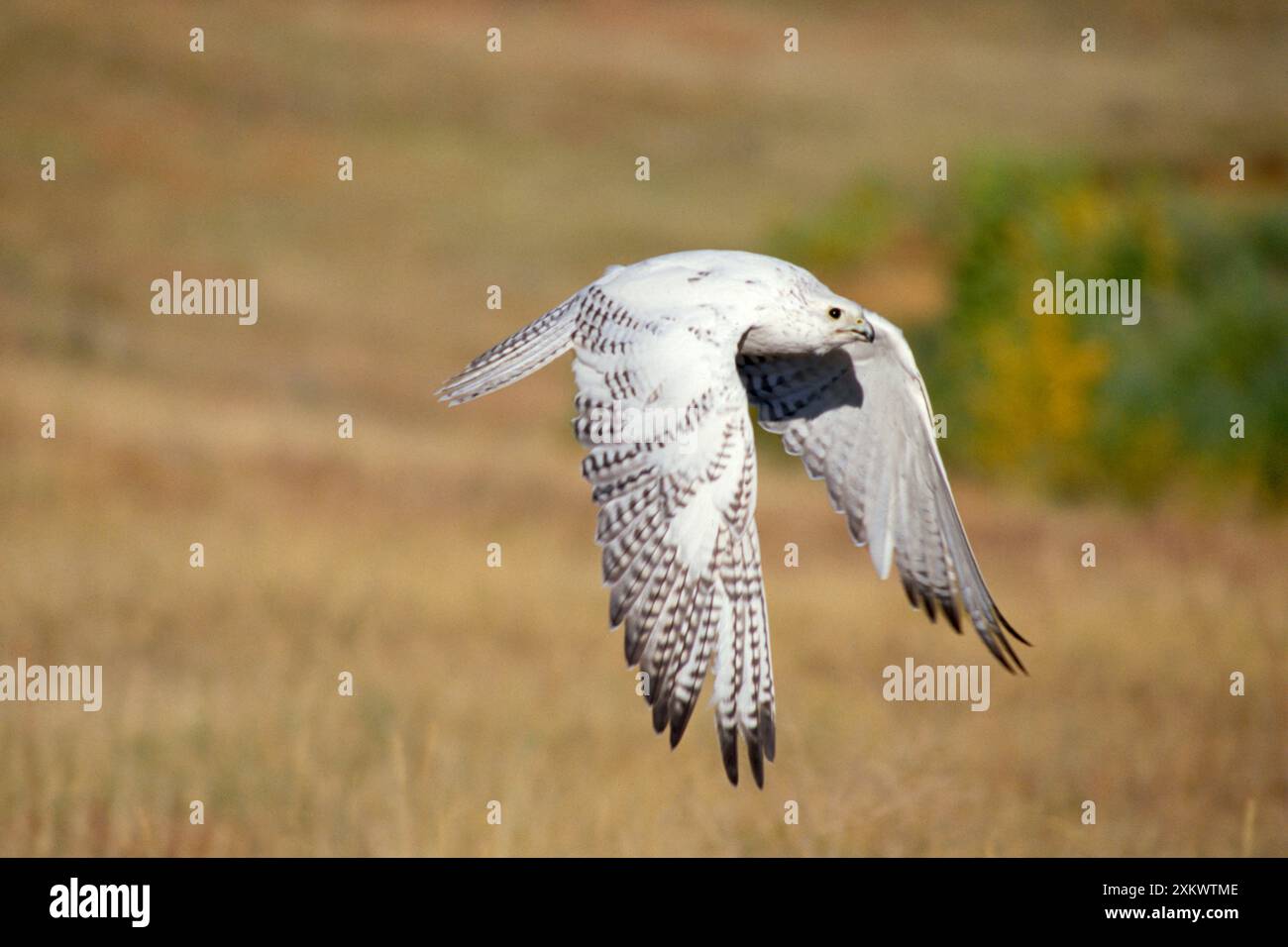 GYR FALCON - in flight Stock Photo - Alamy