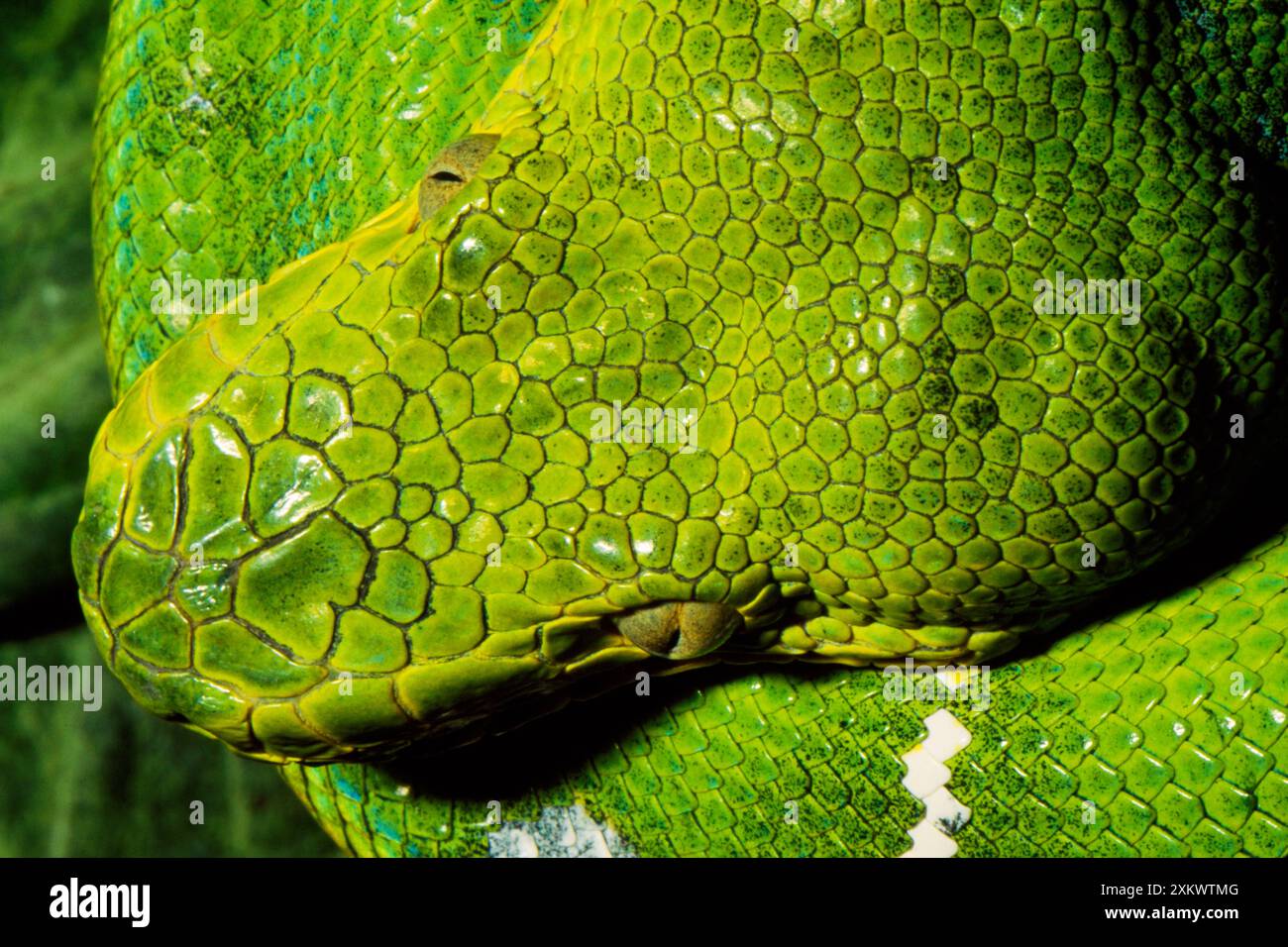 South american tree boas hi-res stock photography and images - Alamy