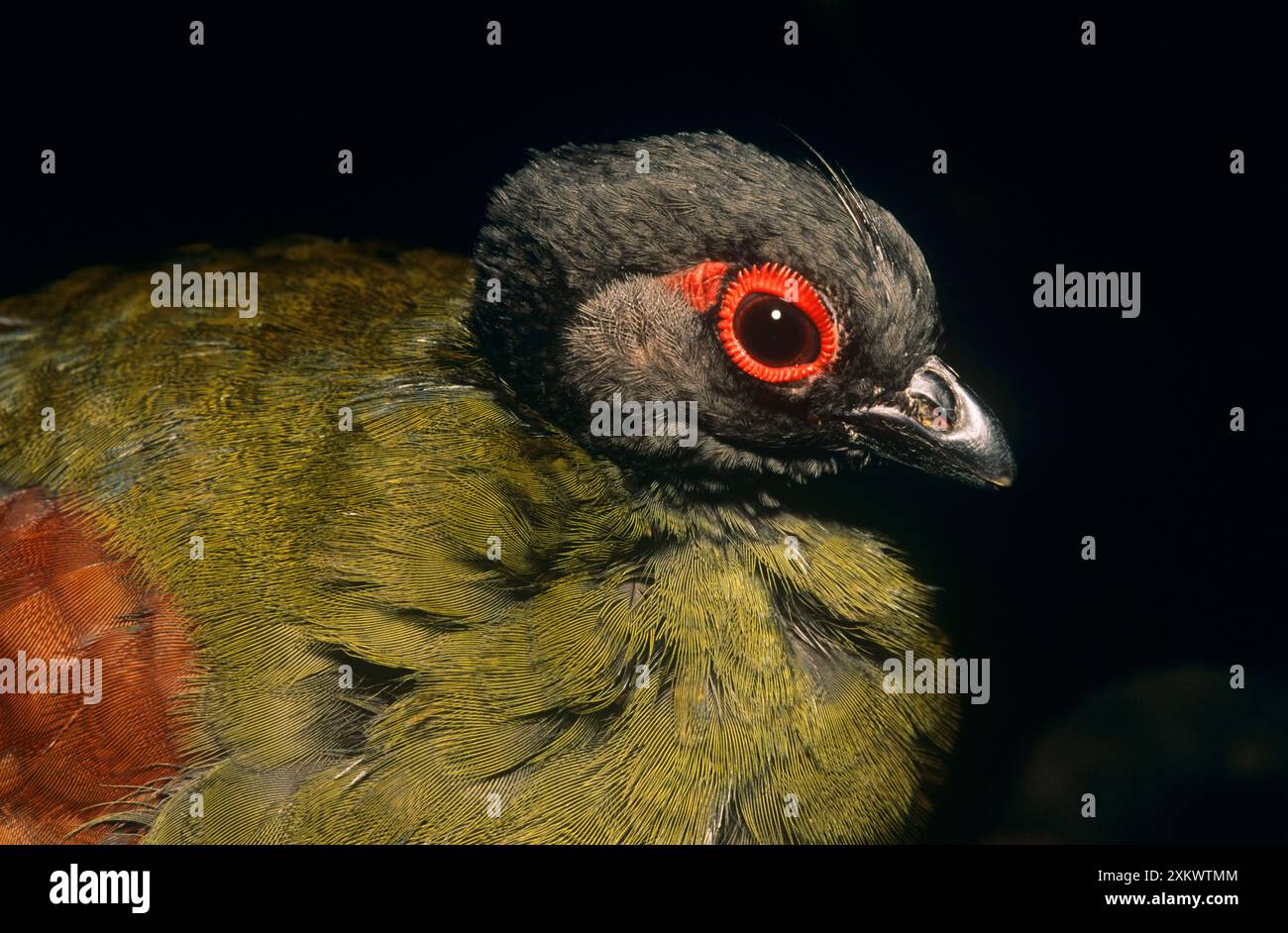 Crested Wood Partridge - female Stock Photo - Alamy