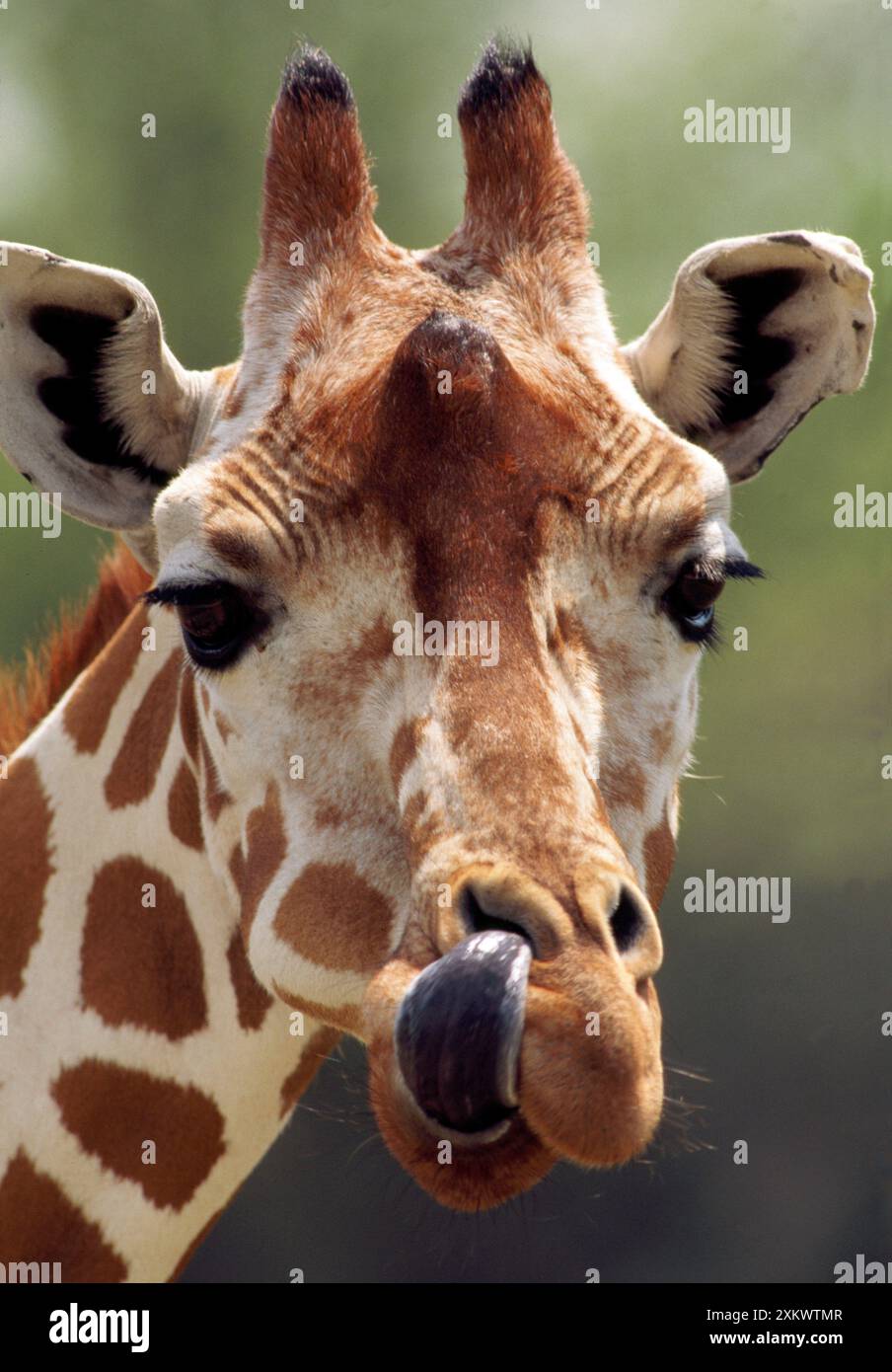 Giraffe heads hi-res stock photography and images - Alamy