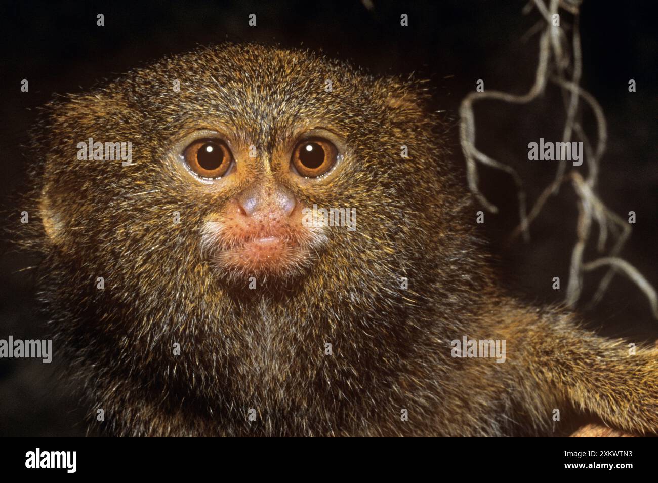 Pygmy Marmoset - worlds smallest Monkey Stock Photo - Alamy