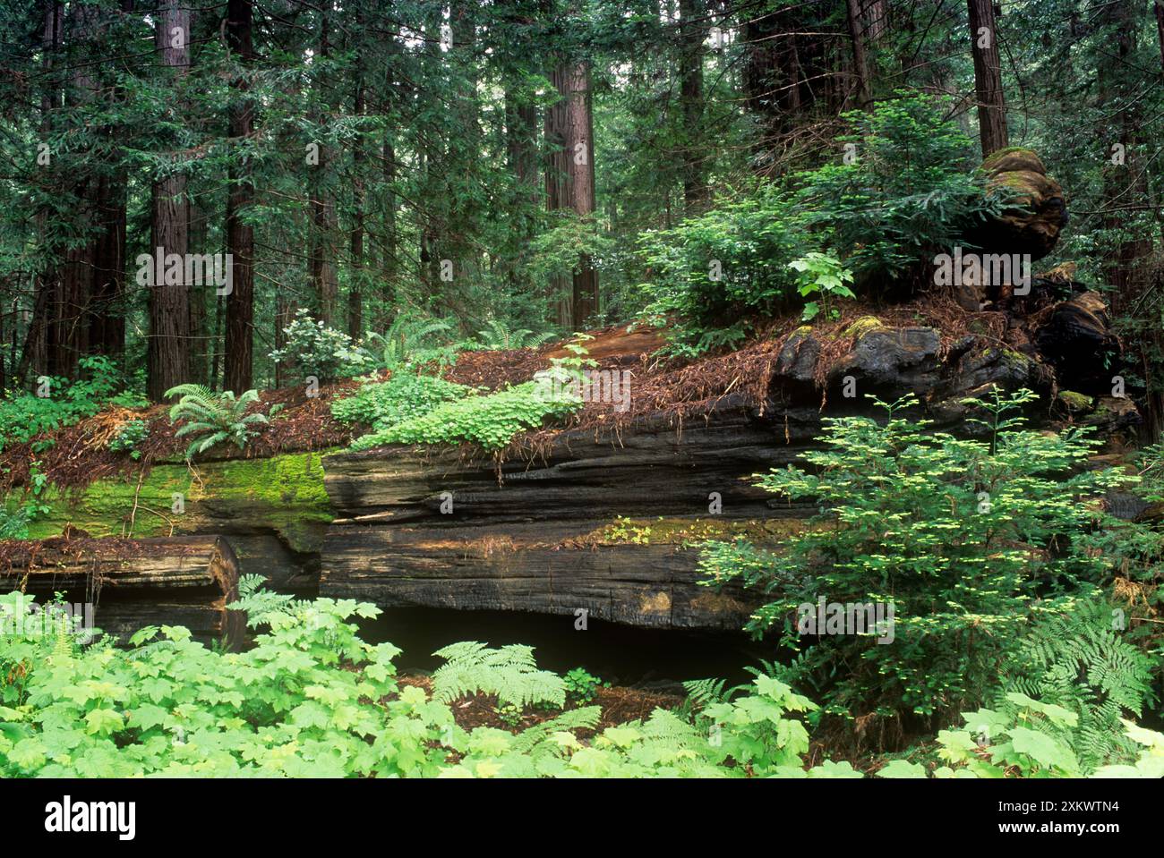 Redwood forest animals hi-res stock photography and images - Alamy