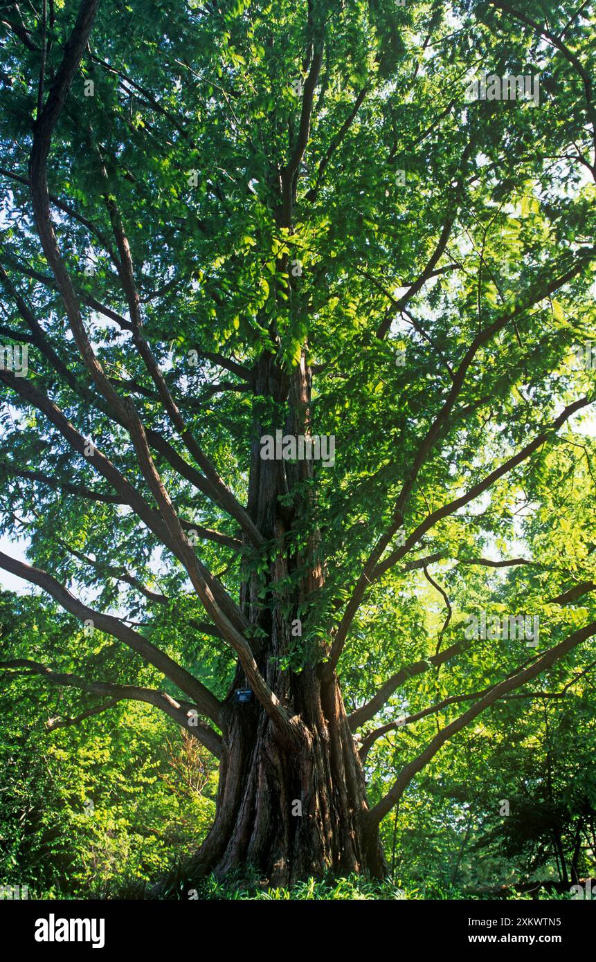 Dawn redwood tree metasequoia glyptostroboides hi-res stock photography ...