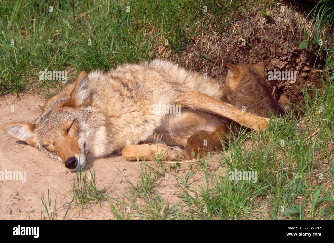 Coyote - at den with pups Stock Photo - Alamy