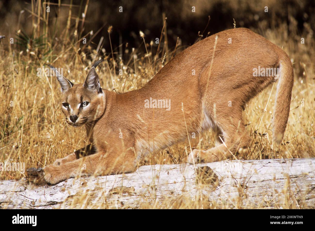 Cats stretching hi-res stock photography and images - Alamy