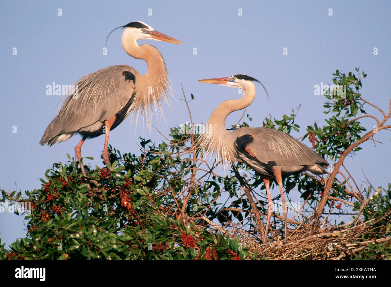 Great Blue HERONS - pair at nest Stock Photo - Alamy