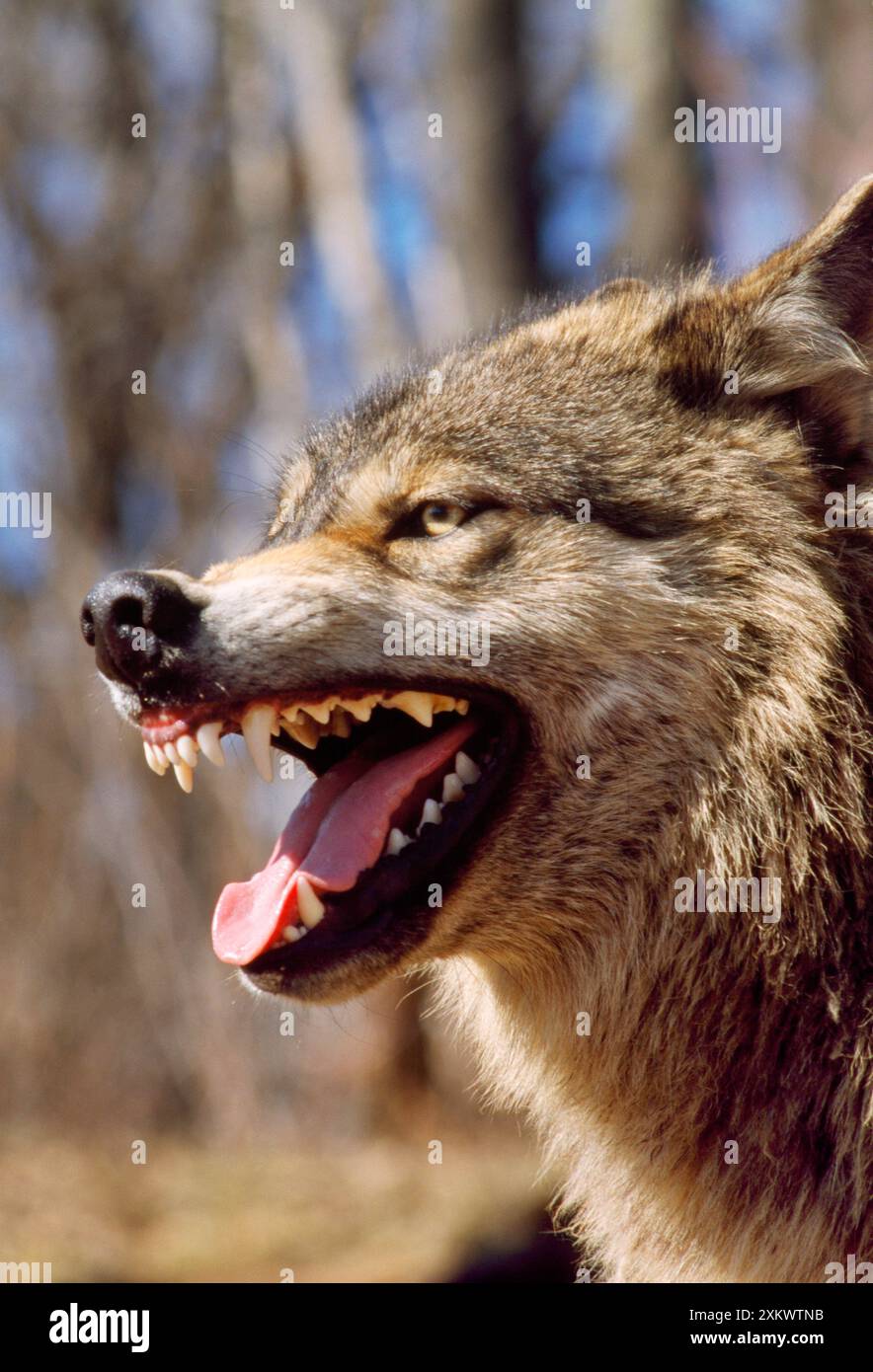 Grey Wolf - snarling Stock Photo - Alamy
