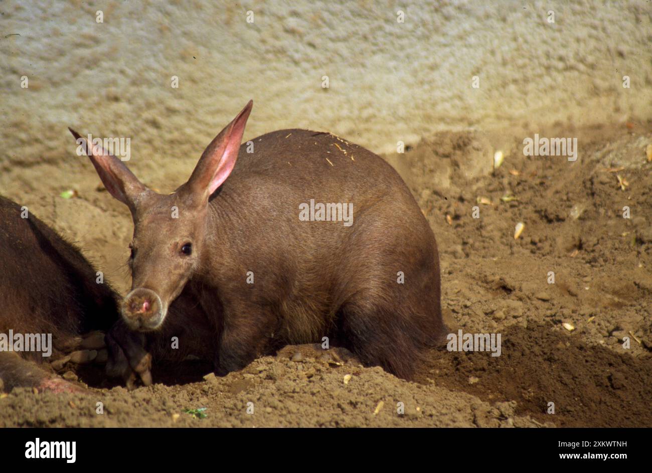 Aardvark orycteropus afer afer hi-res stock photography and images - Alamy