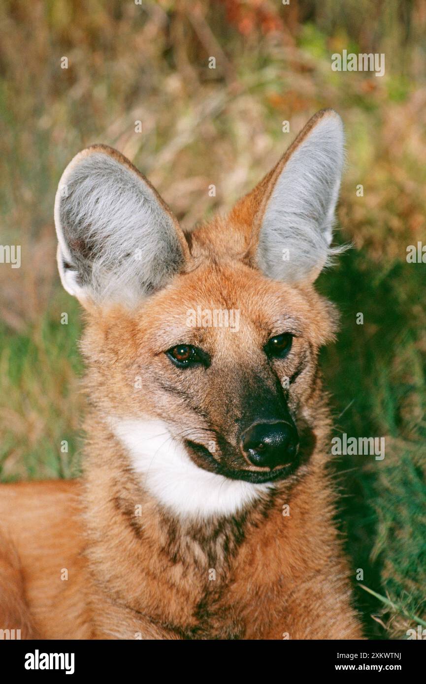 Wolf ears close up hi-res stock photography and images - Alamy