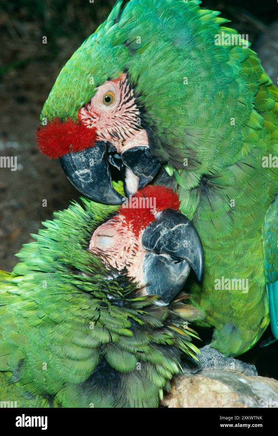 Military Macaw - Mutual preening Stock Photo - Alamy