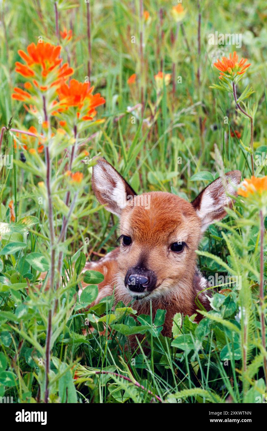 North american white tailed fawn hi-res stock photography and images ...