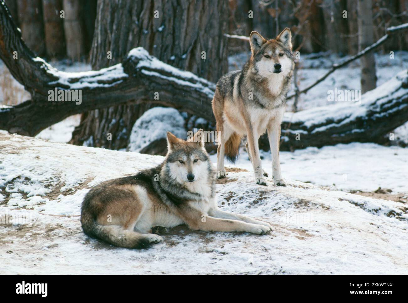 Mexican wolves hi-res stock photography and images - Alamy