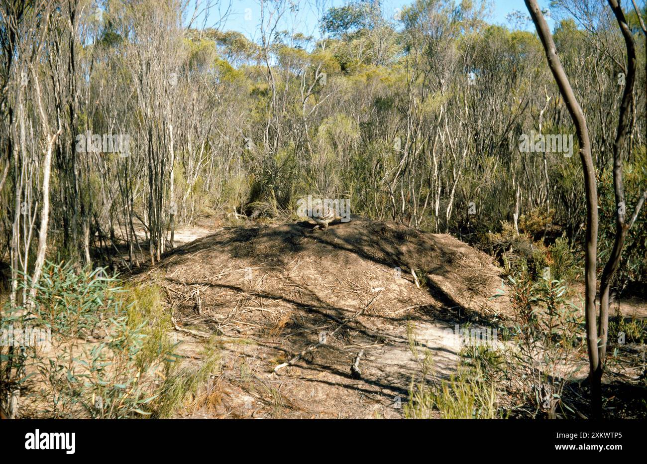 Mallee fowl hi-res stock photography and images - Alamy