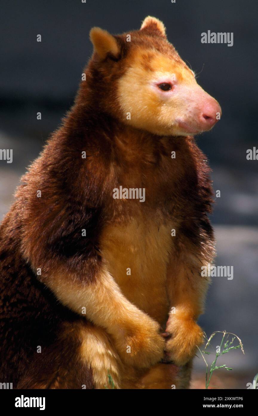 Matschies tree kangaroo tree hi-res stock photography and images - Alamy