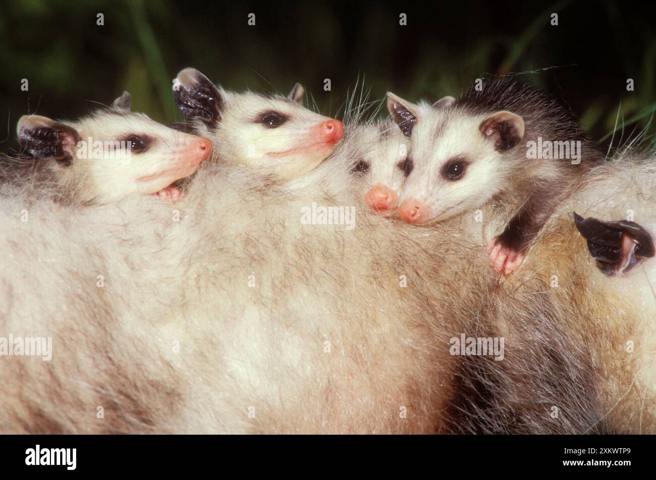 Opossums baby virginia hi-res stock photography and images - Alamy