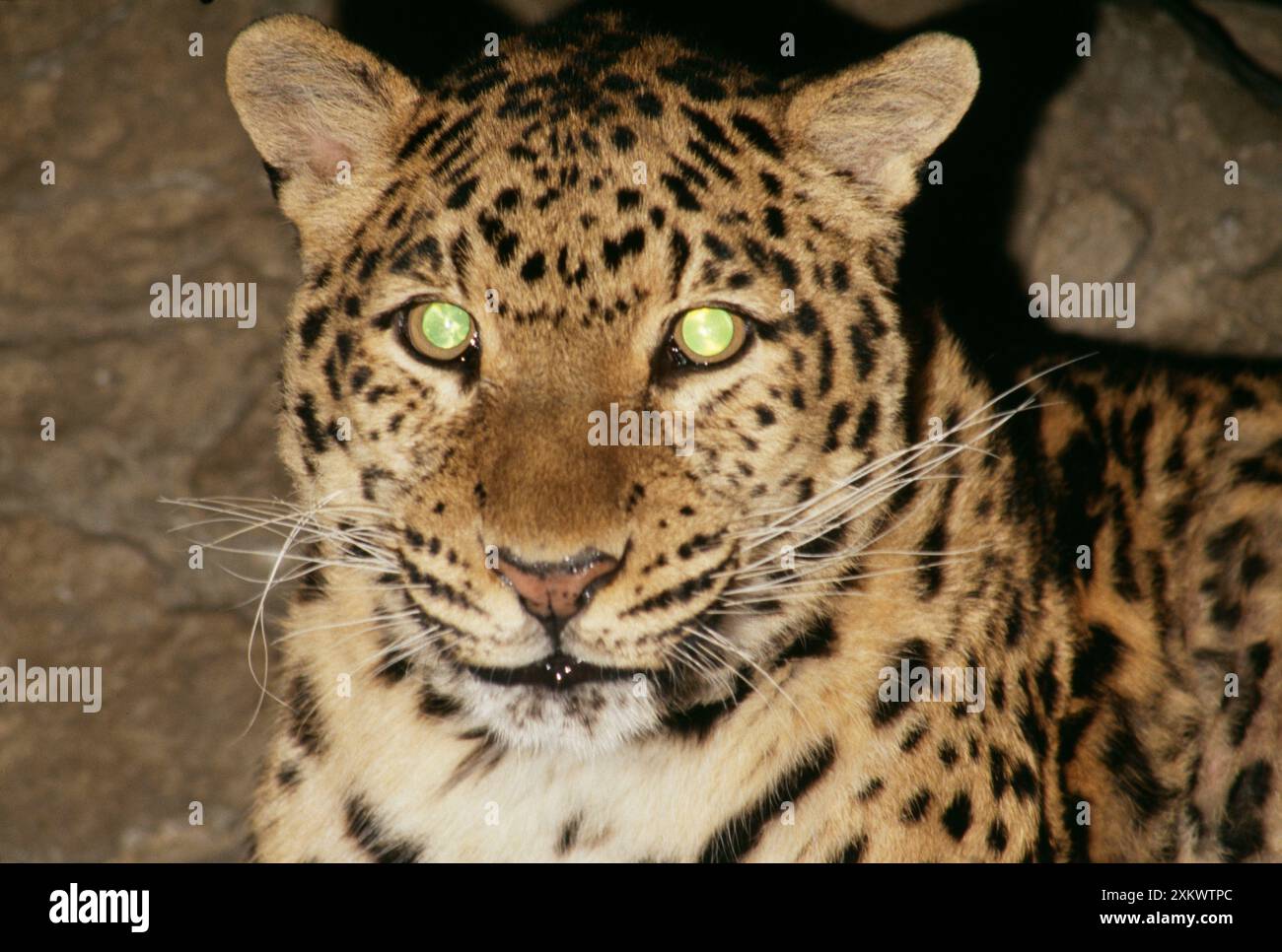 Cat eye shine night hi-res stock photography and images - Alamy