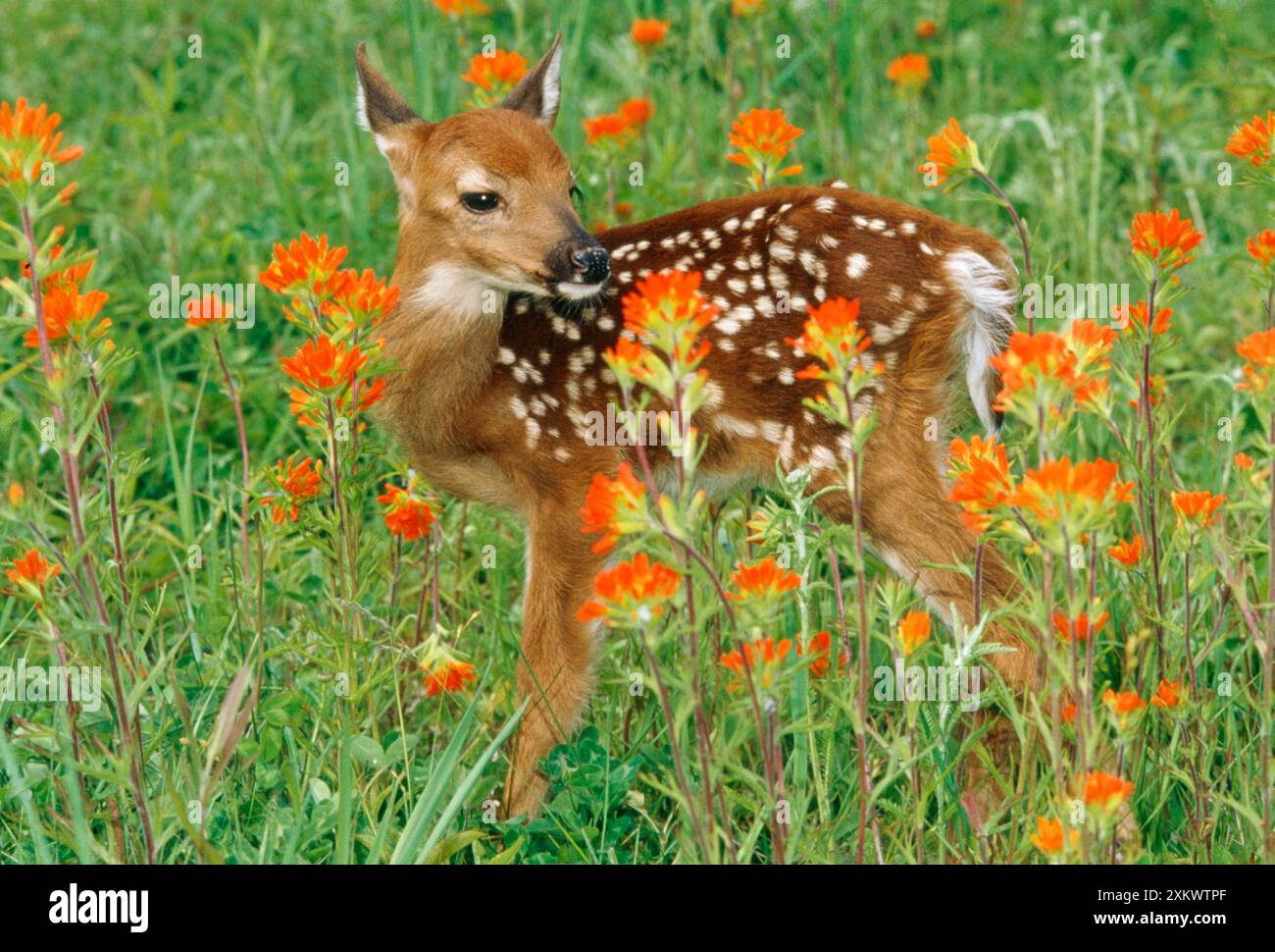 North american white tailed fawn hi-res stock photography and images ...