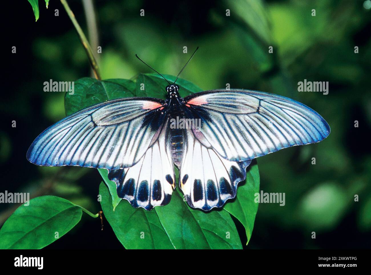 Great Mormon Butterfly Stock Photo - Alamy