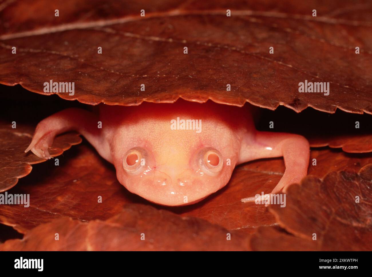 African clawed FROG / TOAD / Common Platanna - Albino Stock Photo - Alamy