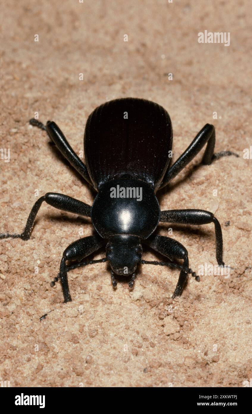 North american beetle hi-res stock photography and images - Alamy